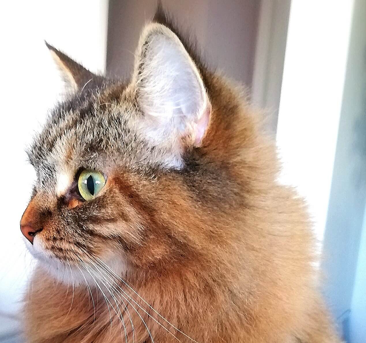 Chats À Propos • Siberian Lovers • Chats de Sibérie • Mon Chat Sibérien