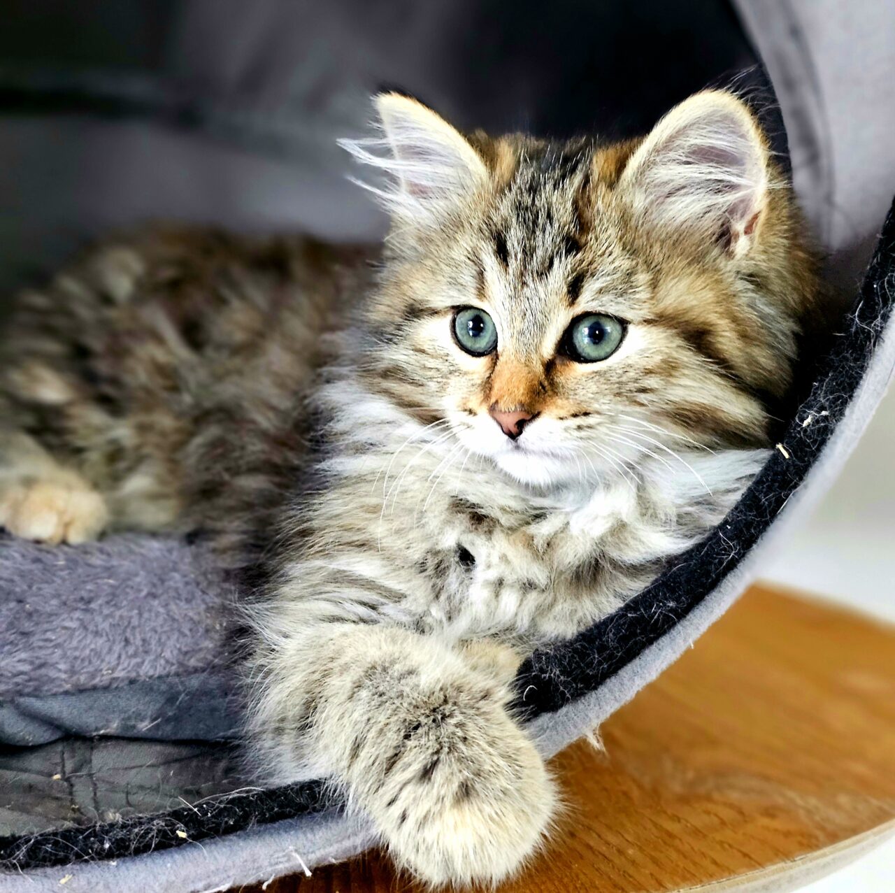 Le chat sibérien un chat énigmatique Le chat sibérien un chat ...