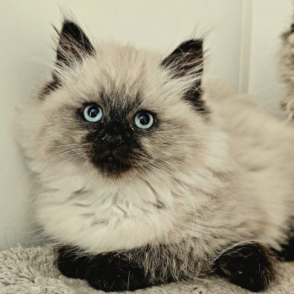 Les Couleurs des Chats Sibériens - Siberian Lovers